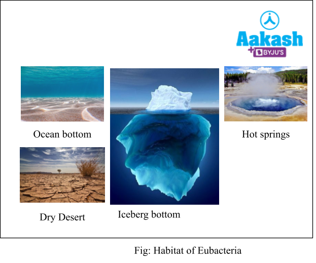 Eubacteria: Structure, Examples, Characteristics & Habitat | AESL